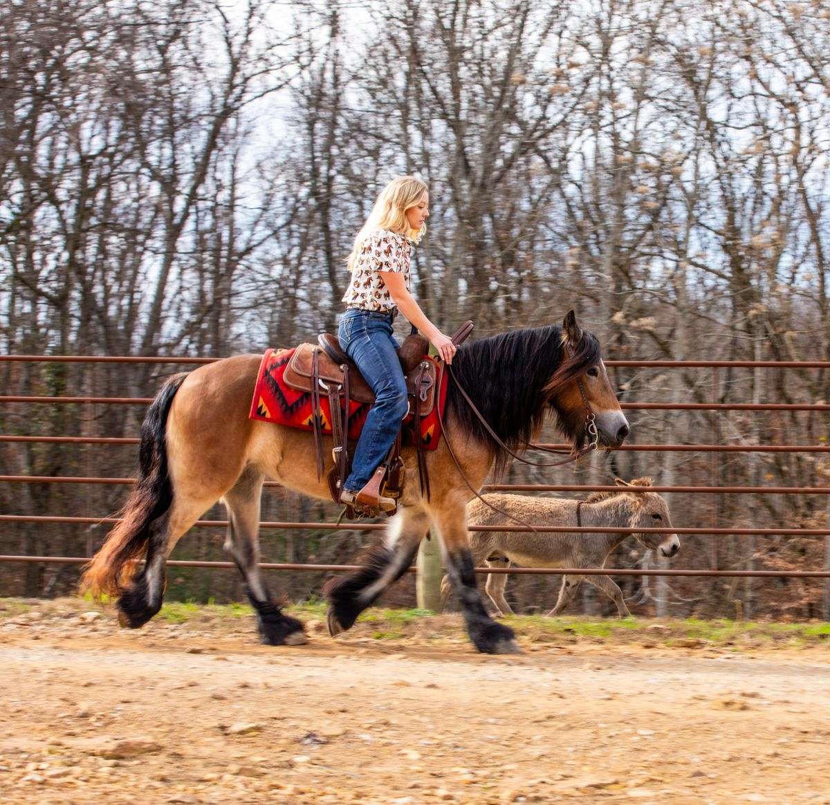 Dakota - Bombproof, Family Horse 5 Yr Old Bay Gypsy Vanner Mare!