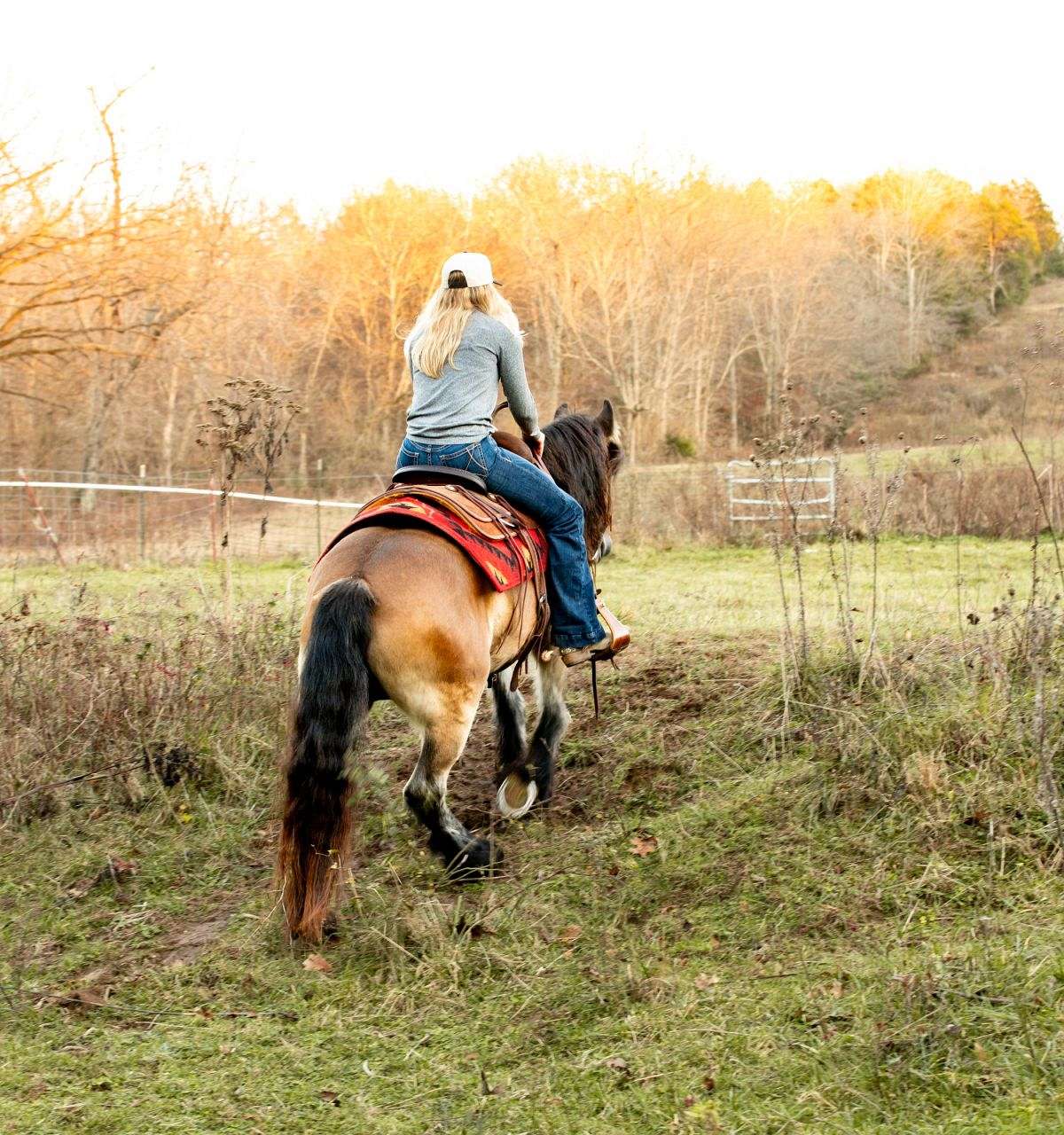 Dakota - Bombproof, Family Horse 5 Yr Old Bay Gypsy Vanner Mare!