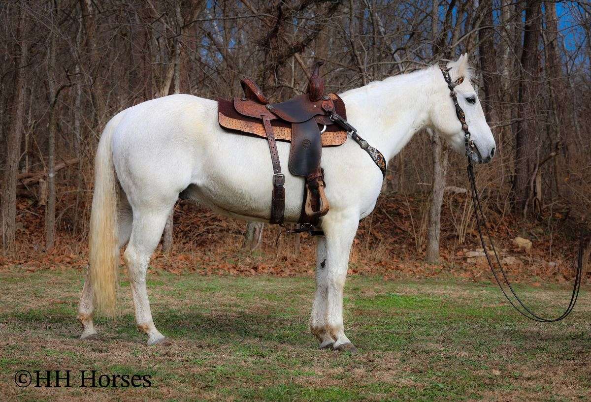 Seasoned Versatile & Well Broke Gray Quarter Horse Gelding, Ropes, Ranch