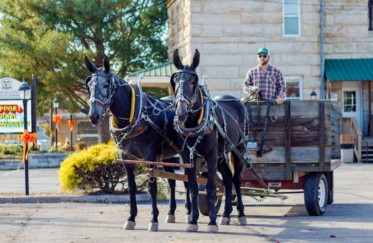 Jill & Jane Grey Draft Mules