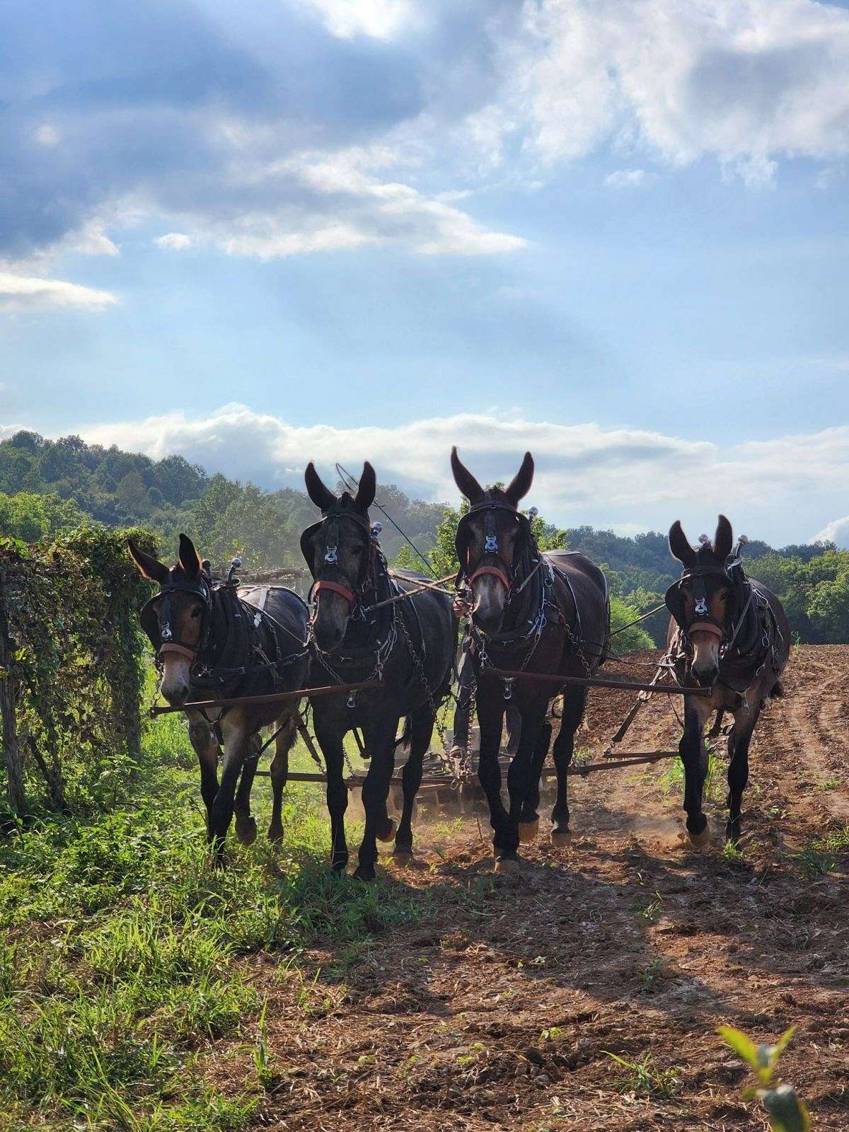 Jill & Jane Grey Draft Mules