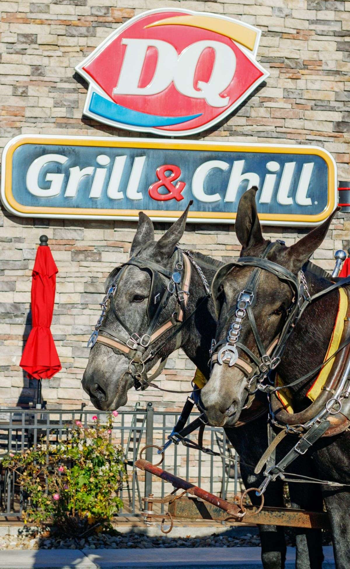 Jill & Jane Grey Draft Mules