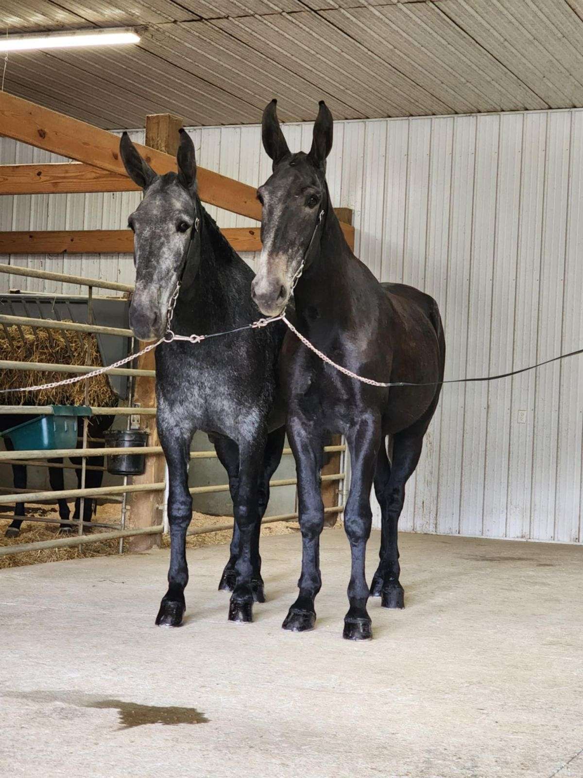 Jill & Jane Grey Draft Mules
