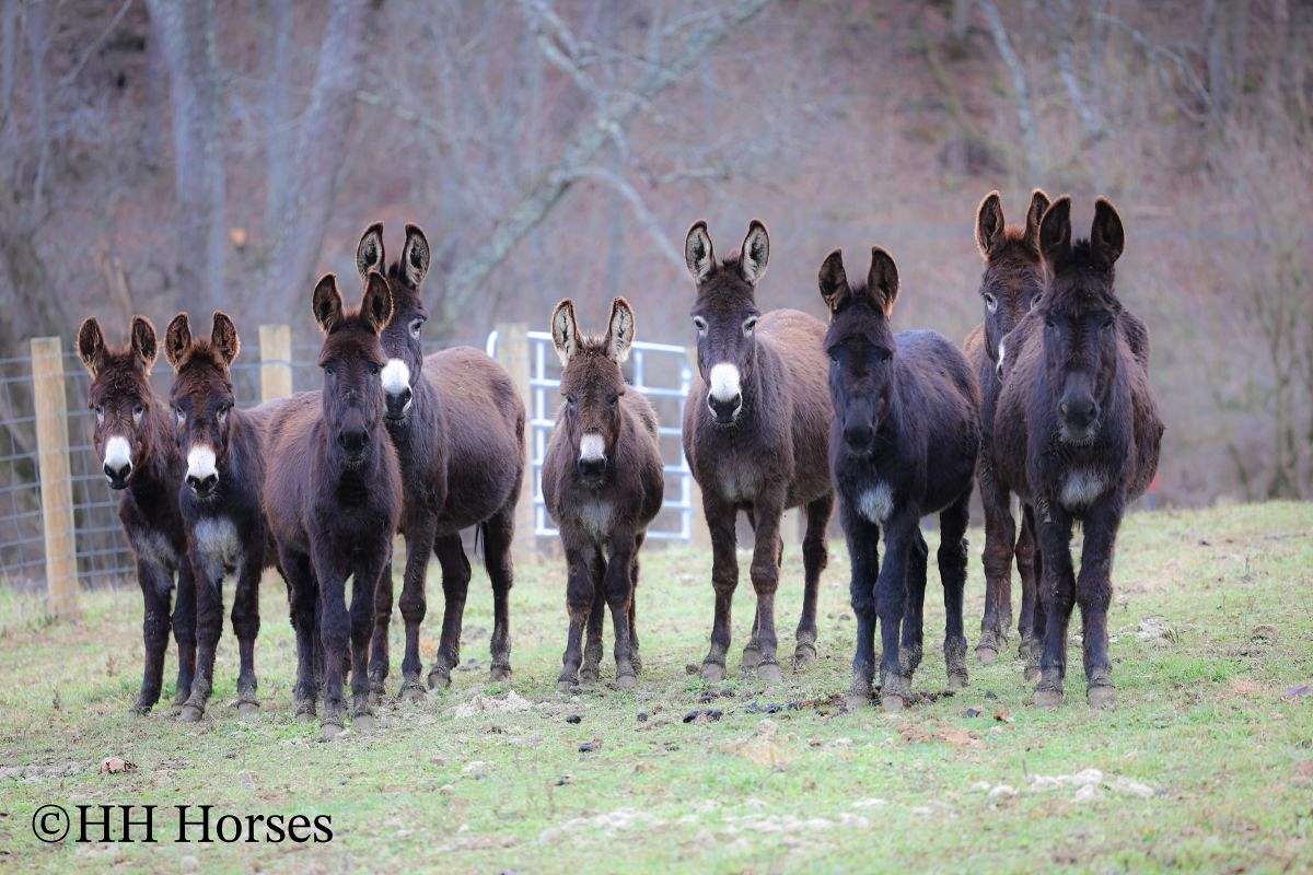 Herd of Standard Donkeys, Jacks, Bred Jennies, and Yearlings