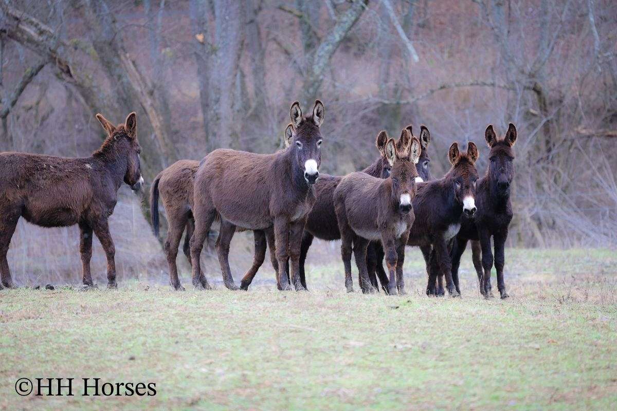Herd of Standard Donkeys, Jacks, Bred Jennies, and Yearlings