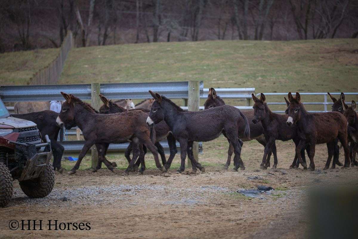 Herd of Standard Donkeys, Jacks, Bred Jennies, and Yearlings