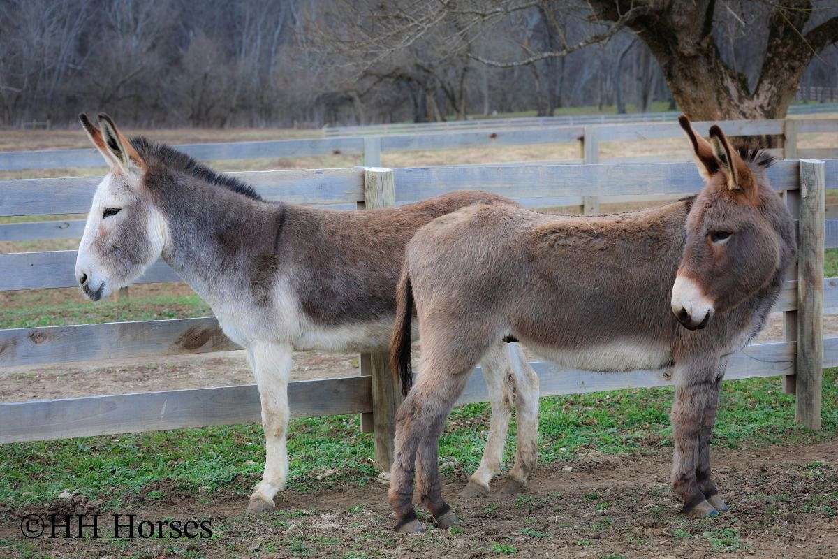 Herd of Cool Colored Standard Donkeys, Bred Jennies and a Jack