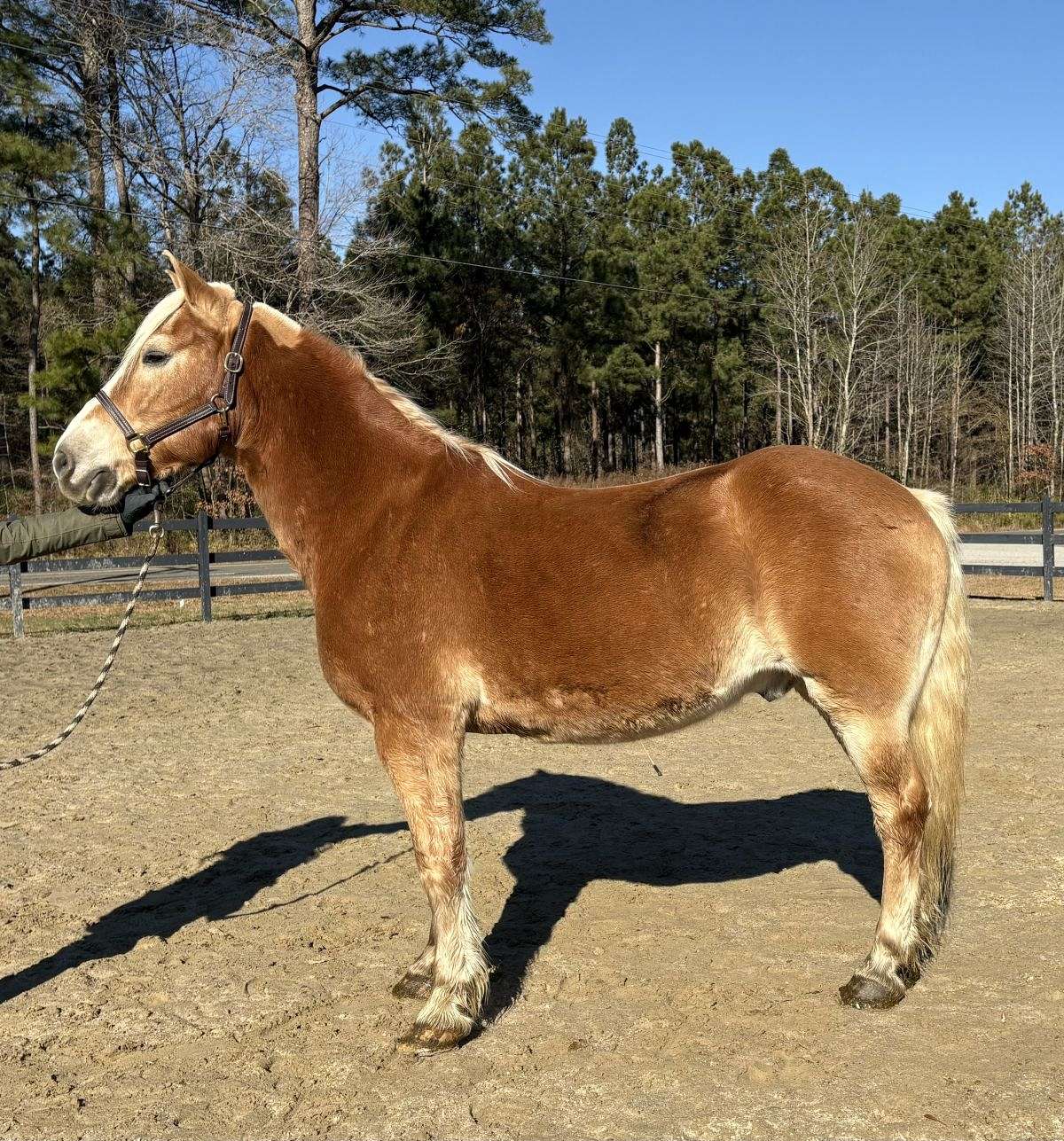 Nice Haflinger Gelding