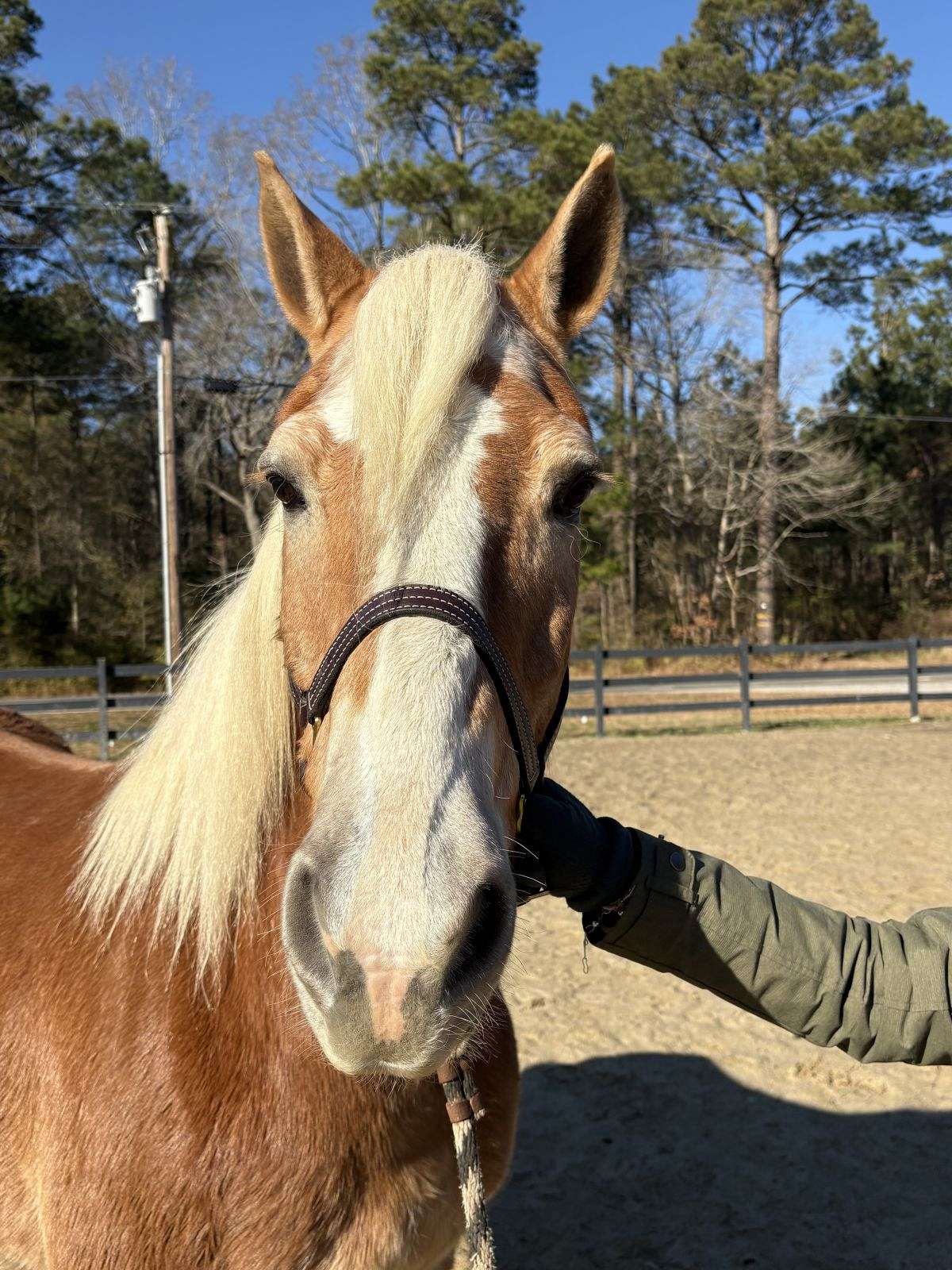 Nice Haflinger Gelding
