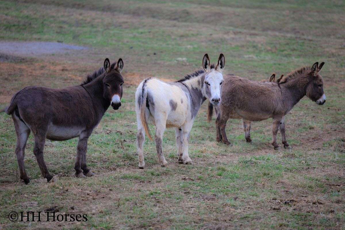 Herd of Miniature Donkeys Bred Jennies, Baby and Mom