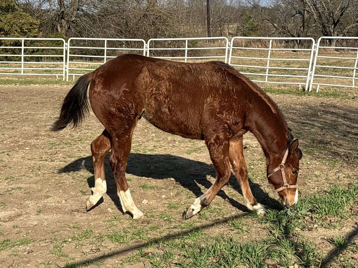 Show Filly
