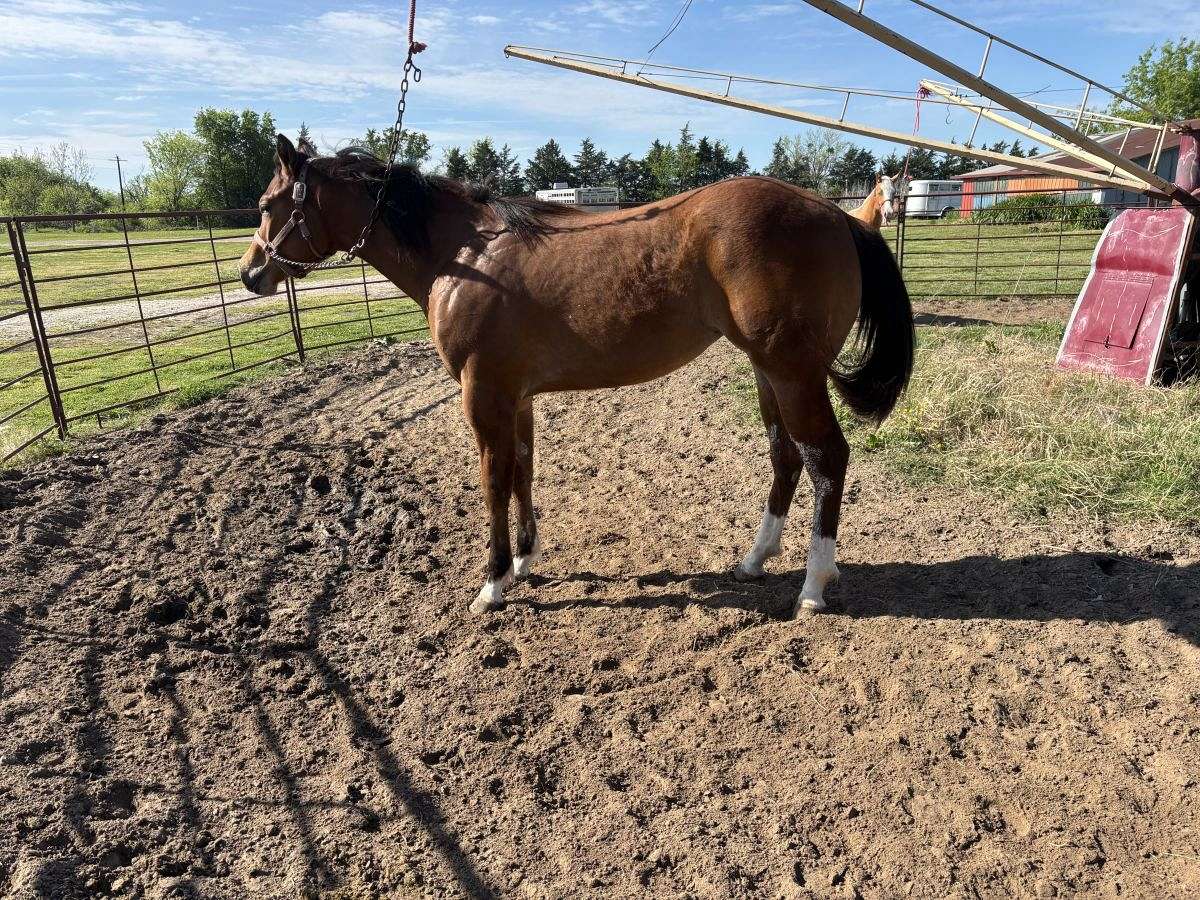 Show Filly