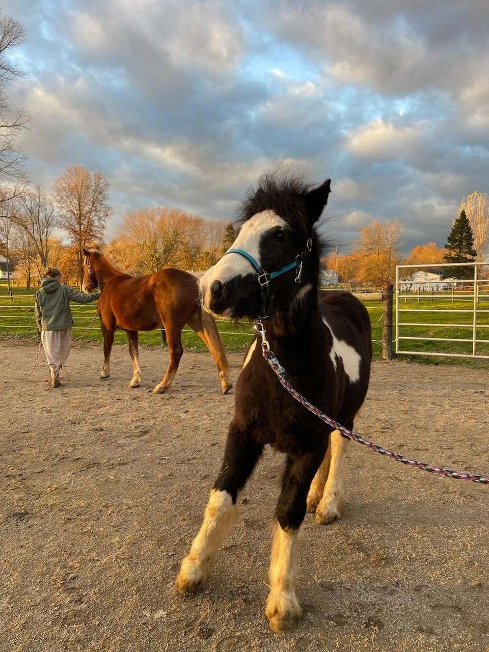 Very Calm and Cute Gypsy Vanner Filly