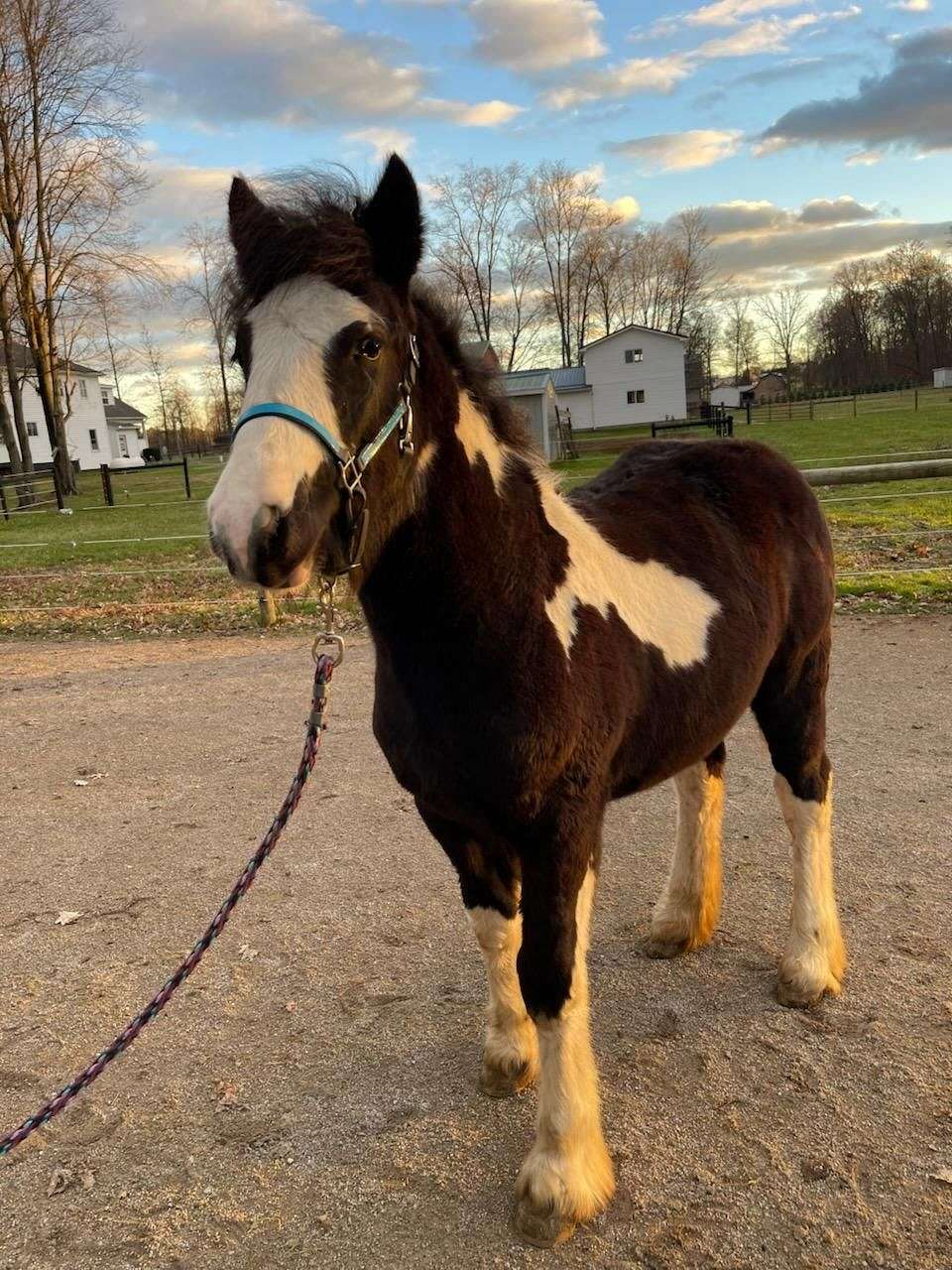 Very Calm and Cute Gypsy Vanner Filly