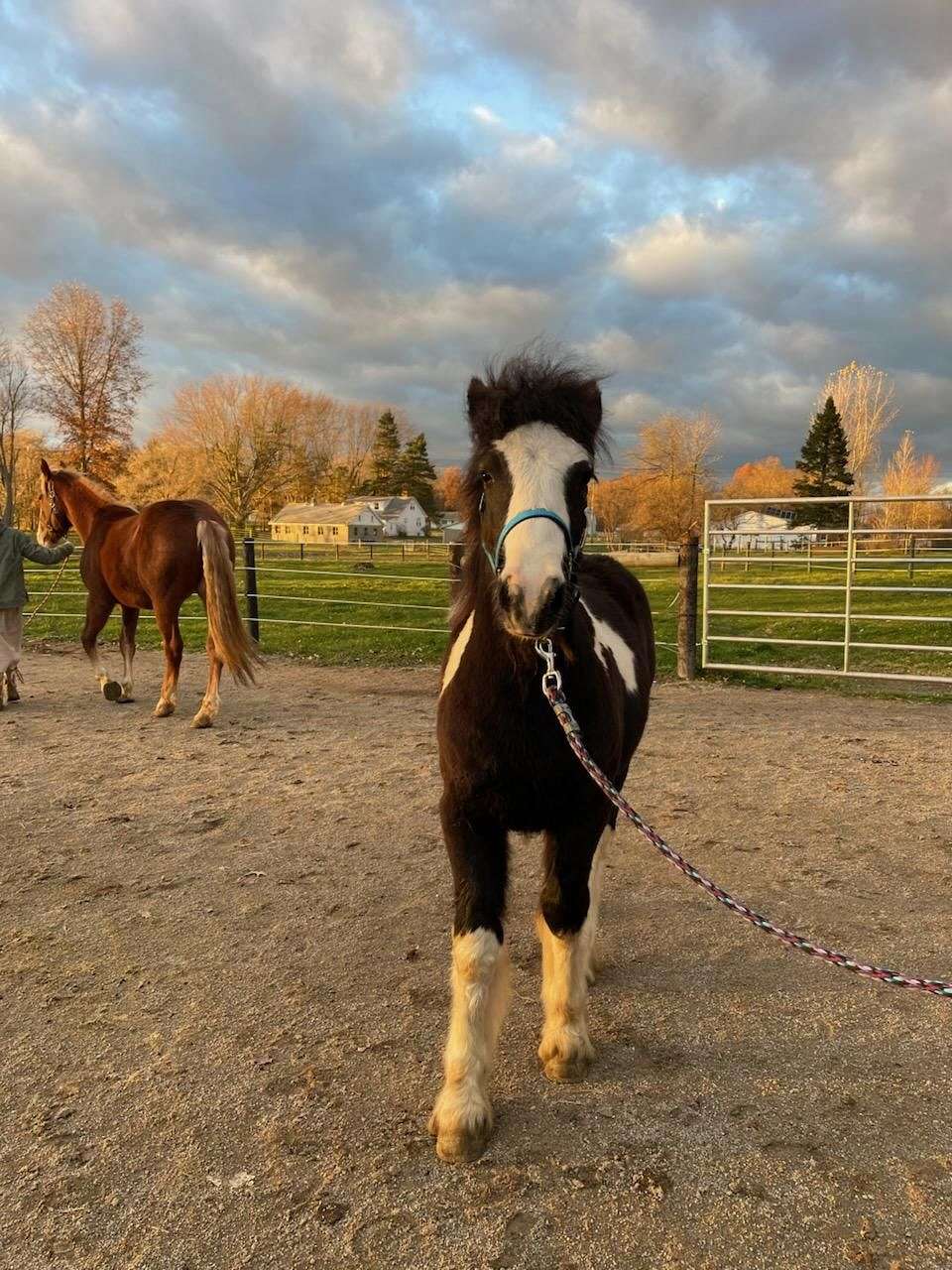Very Calm and Cute Gypsy Vanner Filly