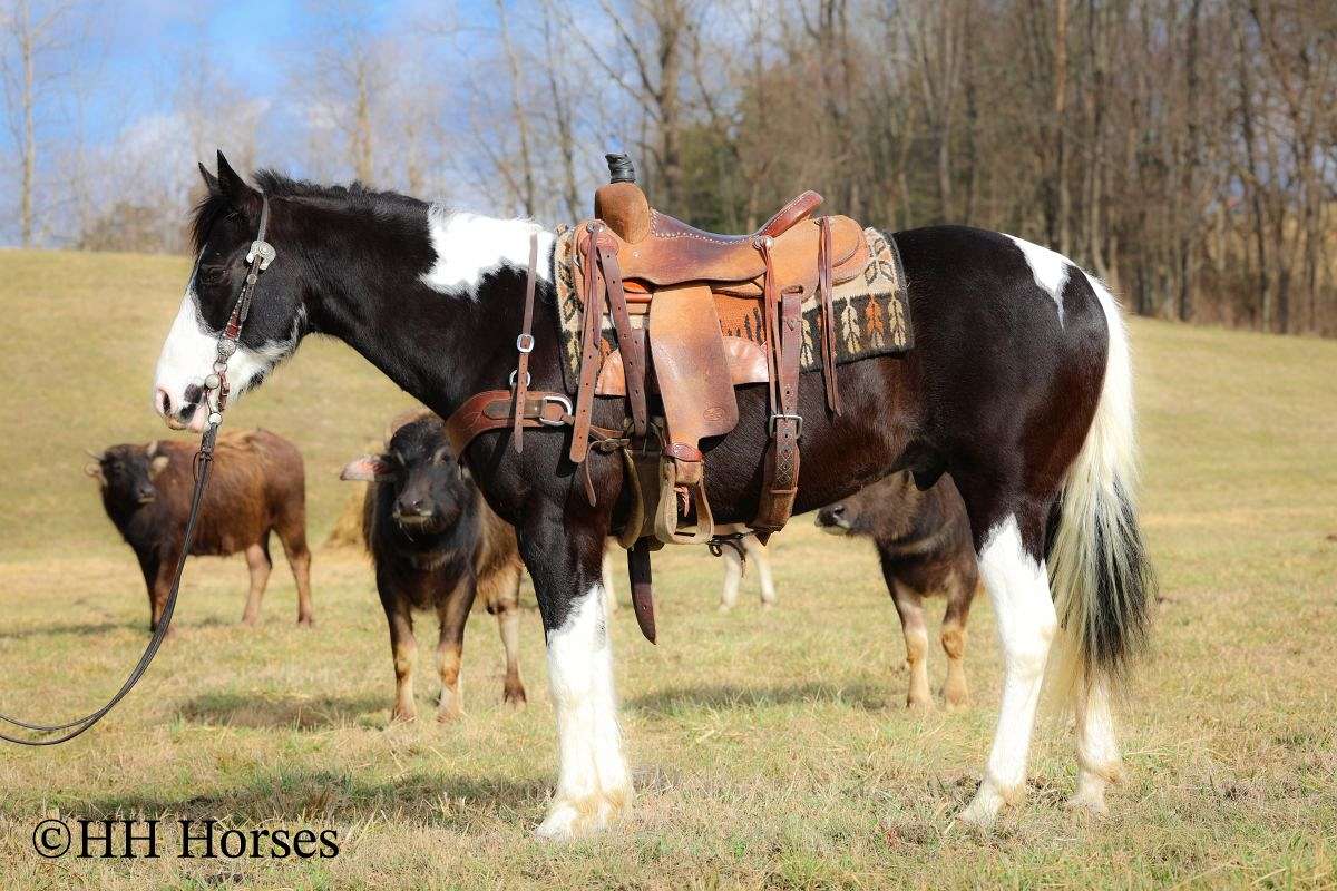 Super Flashy, Experienced Ranch Horse Black and White Tobiano Paint Gelding