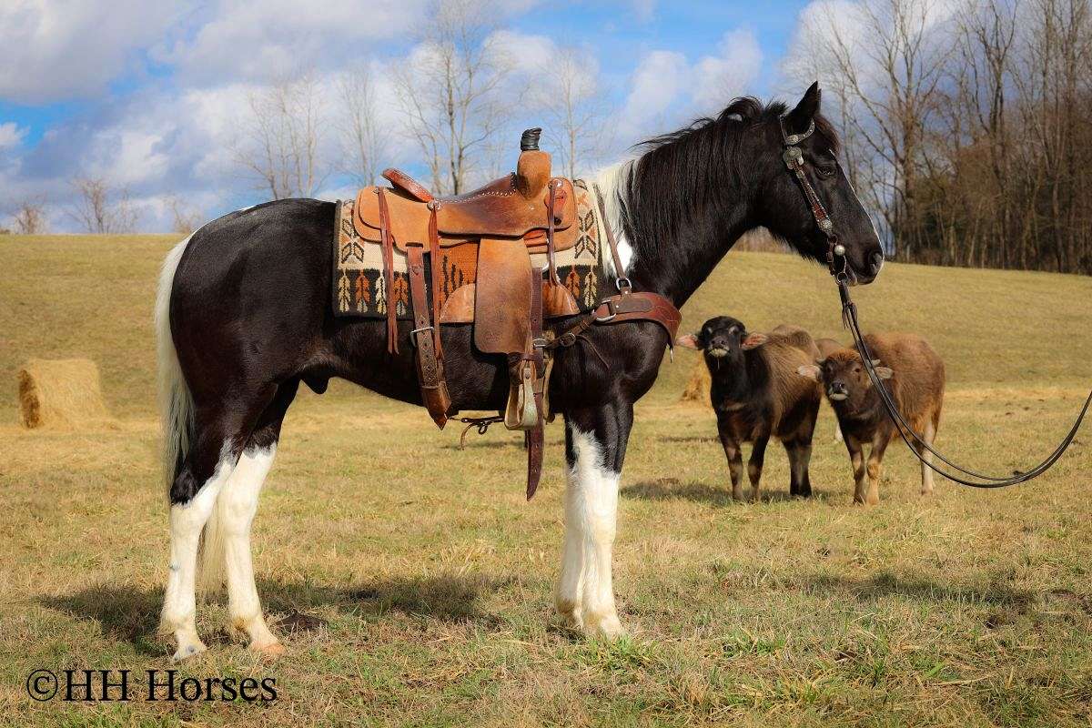 Super Flashy, Experienced Ranch Horse Black and White Tobiano Paint Gelding