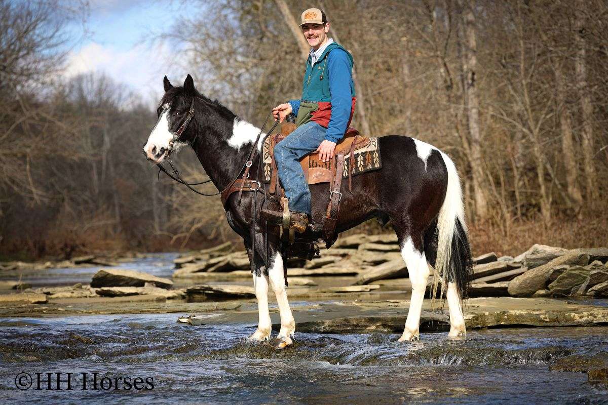 Super Flashy, Experienced Ranch Horse Black and White Tobiano Paint Gelding