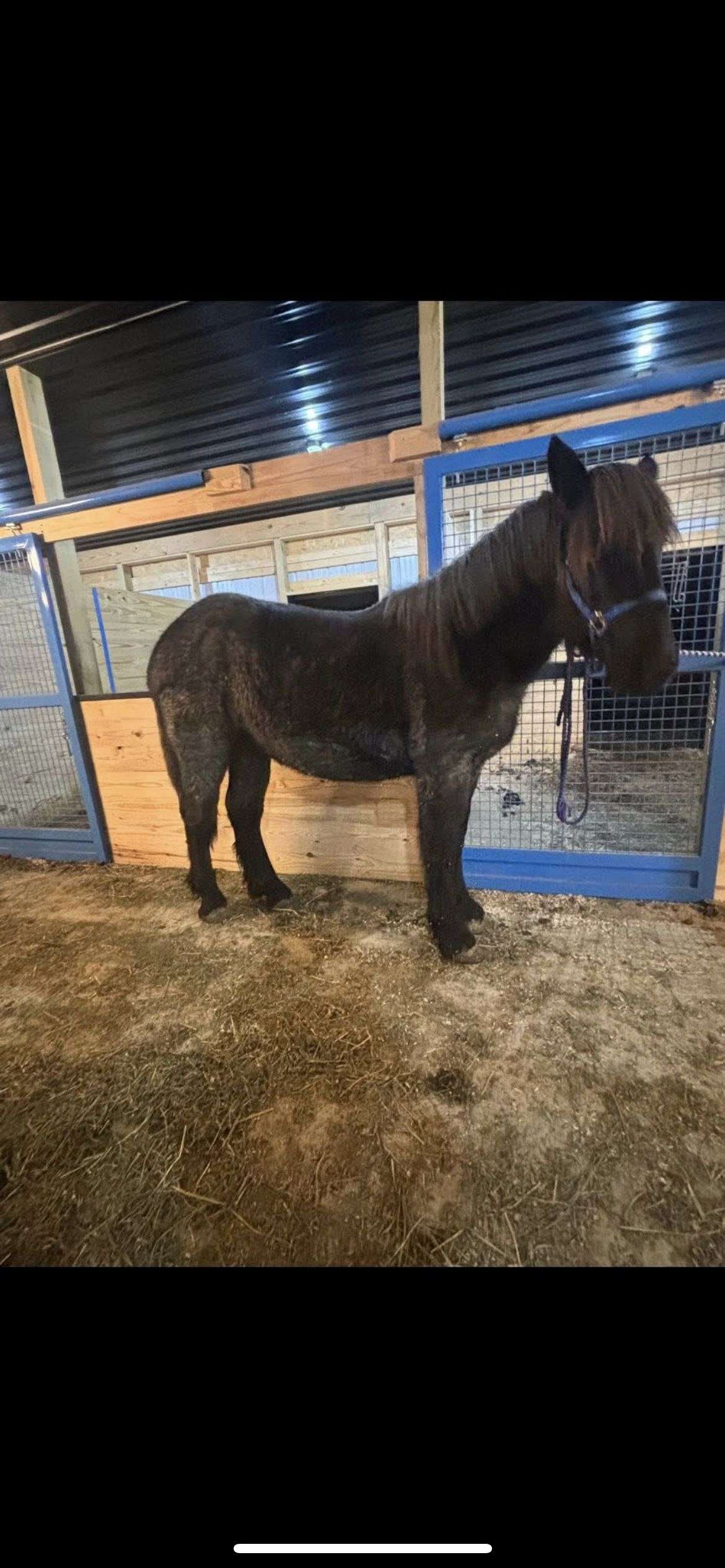 Blue Roan Brabant in Indiana