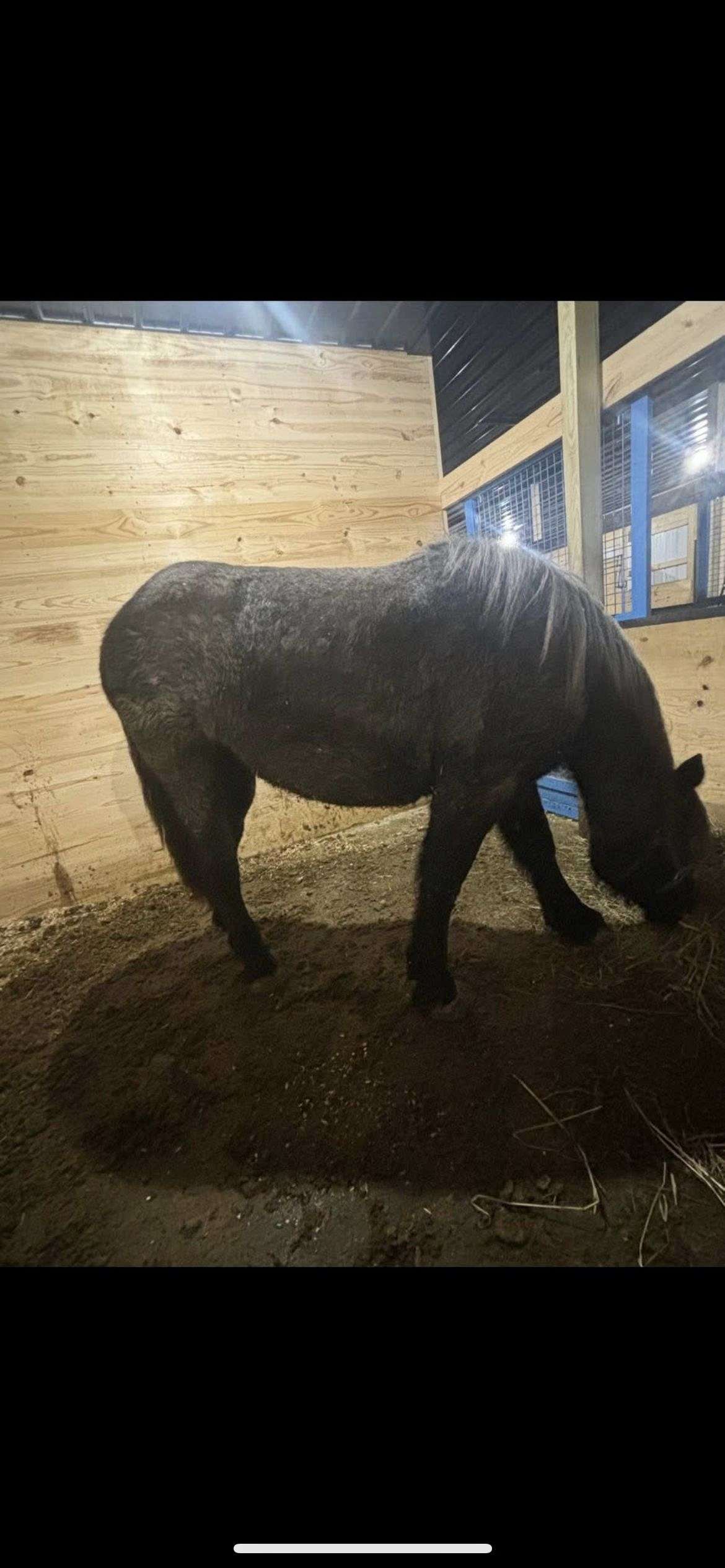 Blue Roan Brabant in Indiana