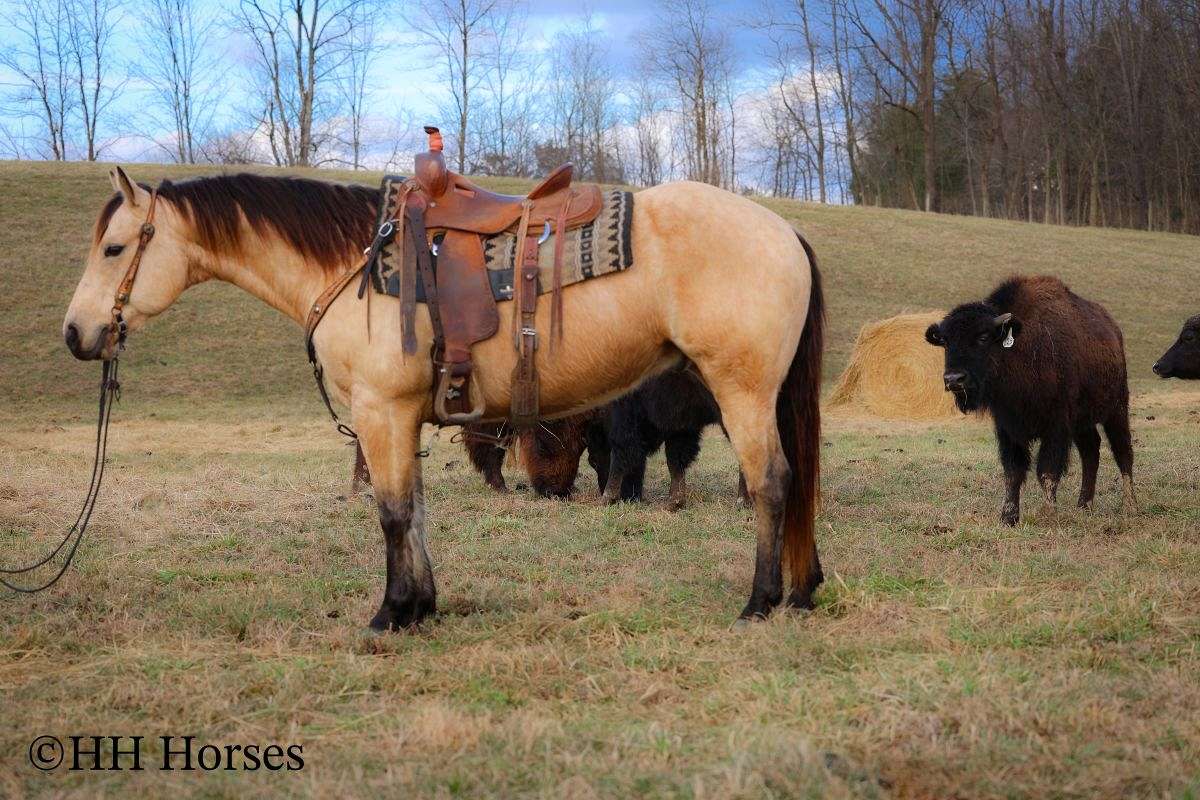 Real Fancy, Well Broke Buttermilk Buckskin Quarter Horse Gelding, Ropes
