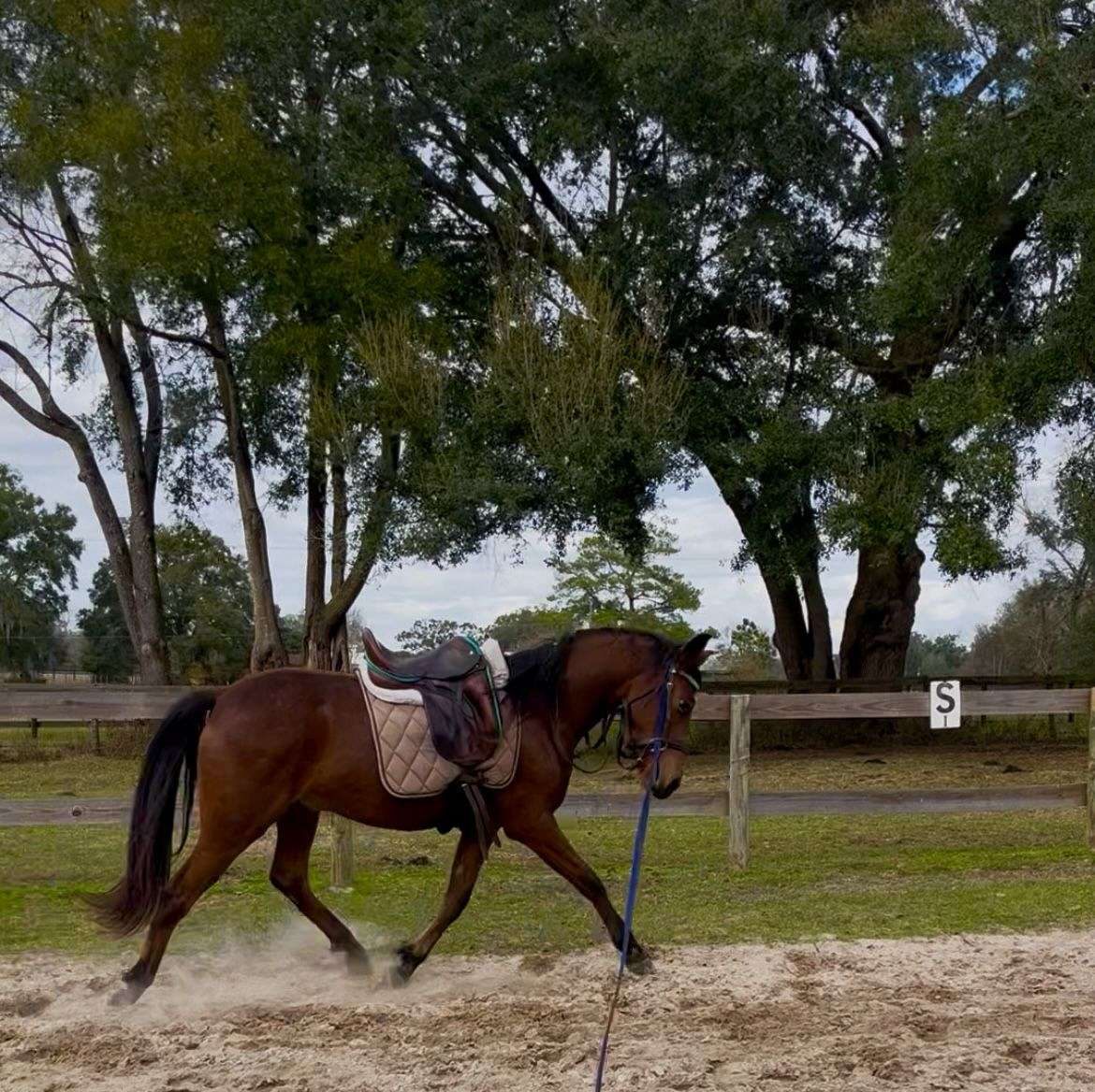 Dressage and Sport Horse Prospect