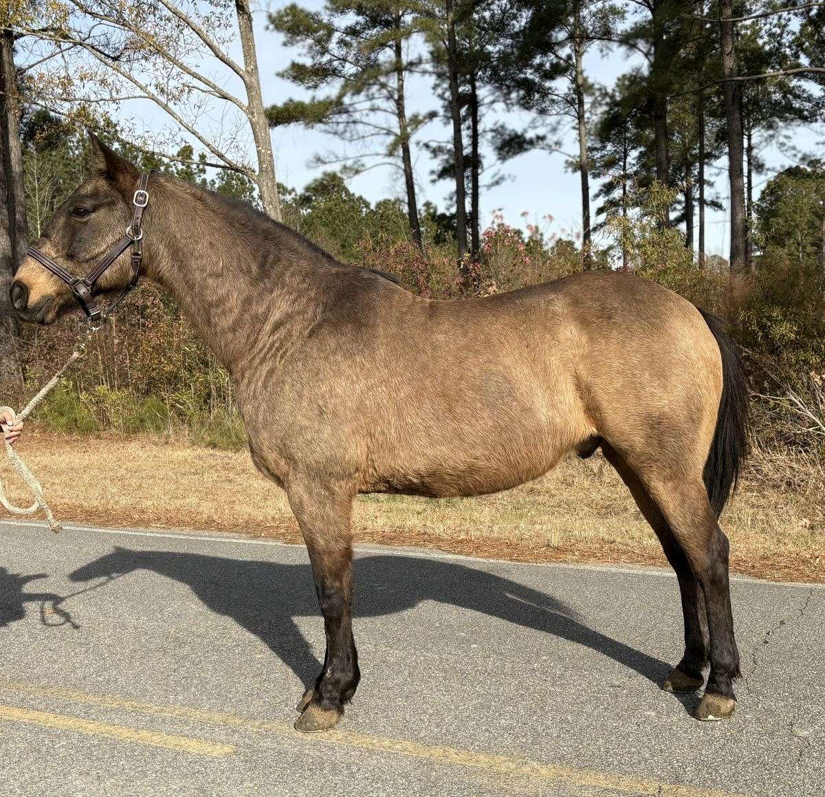 Buckskin Morgan Cross