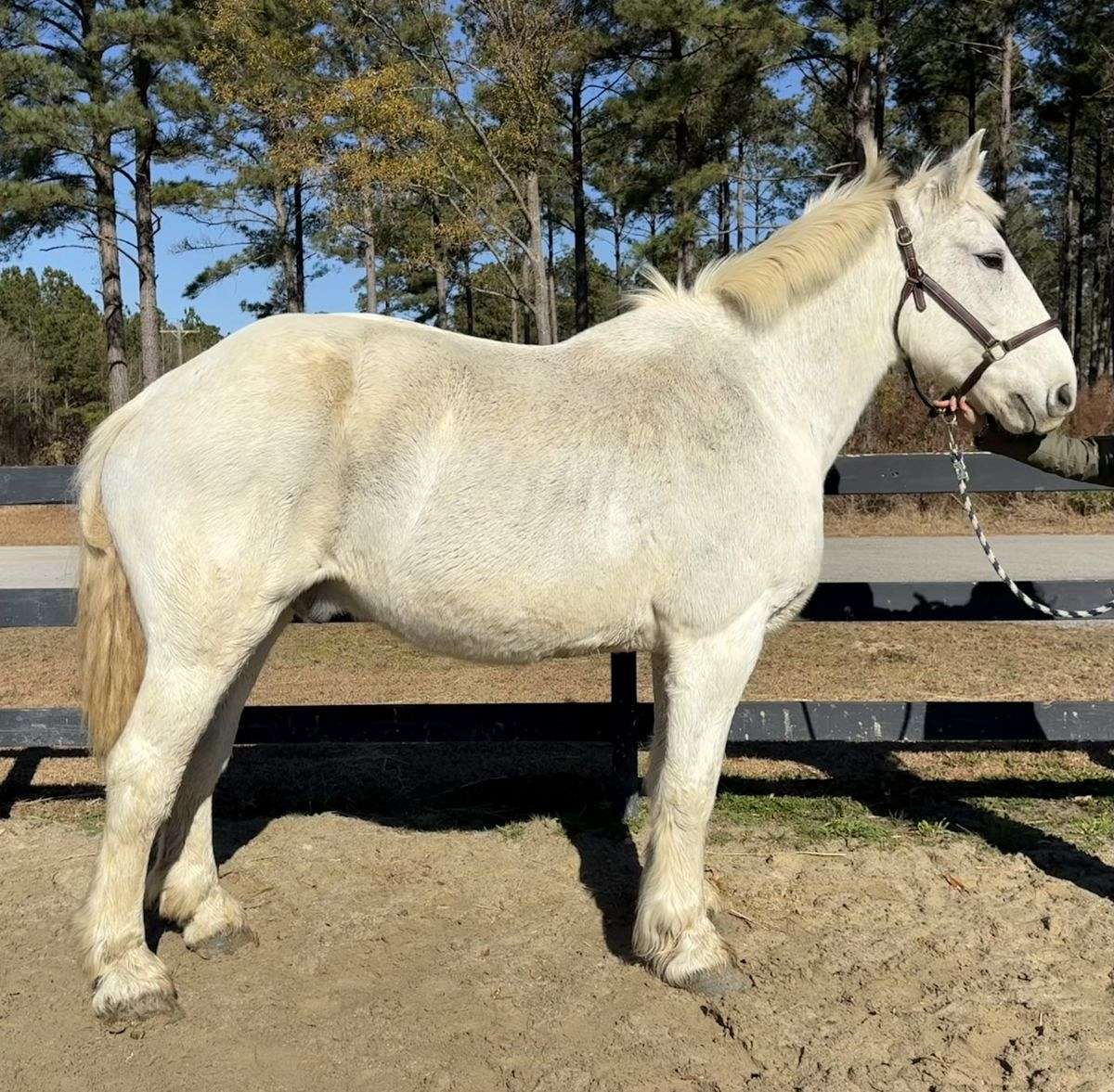 Grey Percheron Gelding