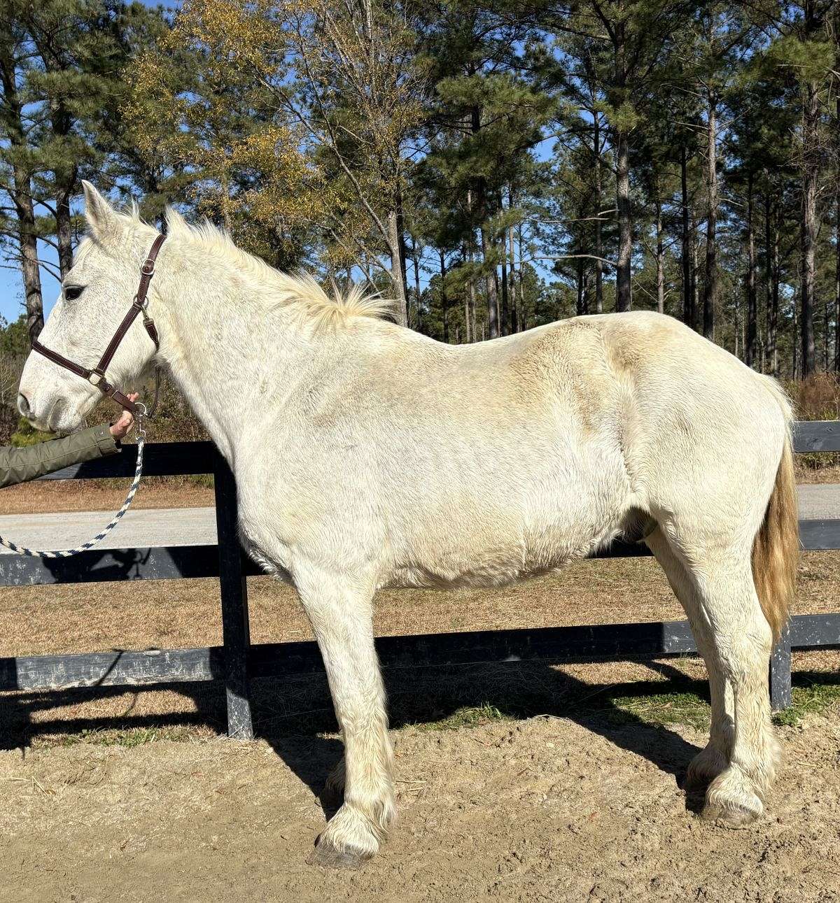 Grey Percheron Gelding