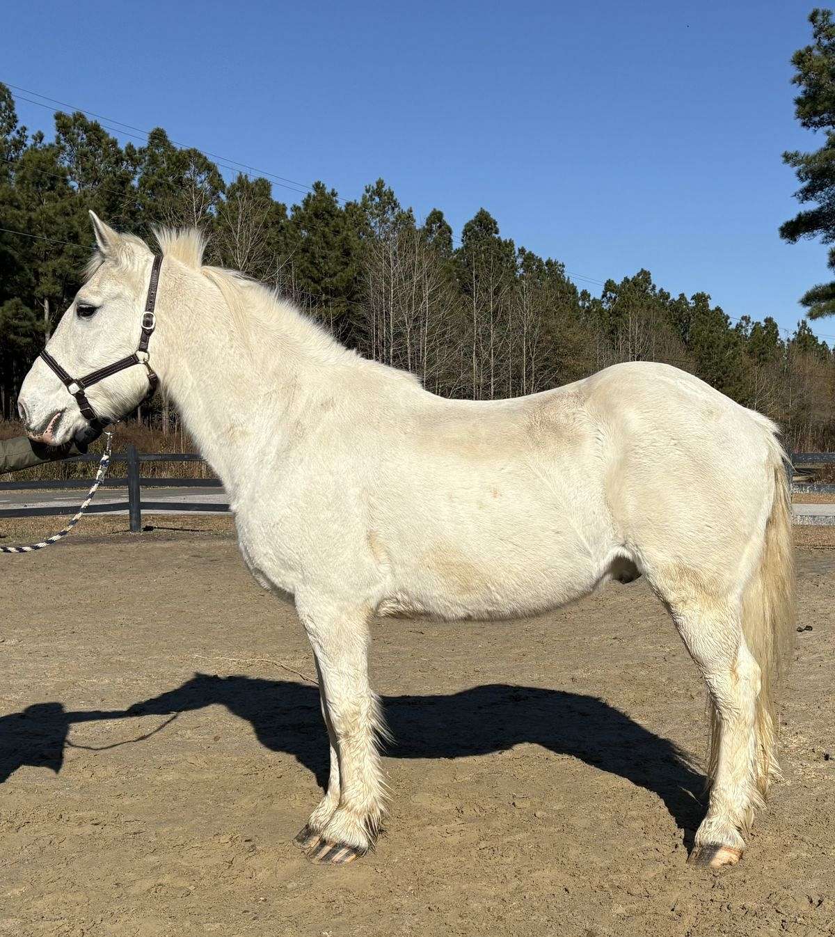 Grey Percheron Gelding