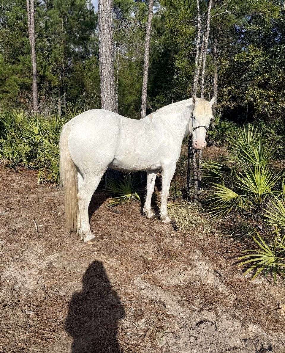 Broke, Handsome, Draft Cross Gelding