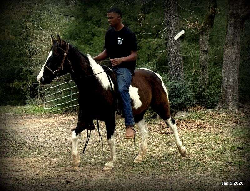 Sweet Mare Ready to Go in Any Direction