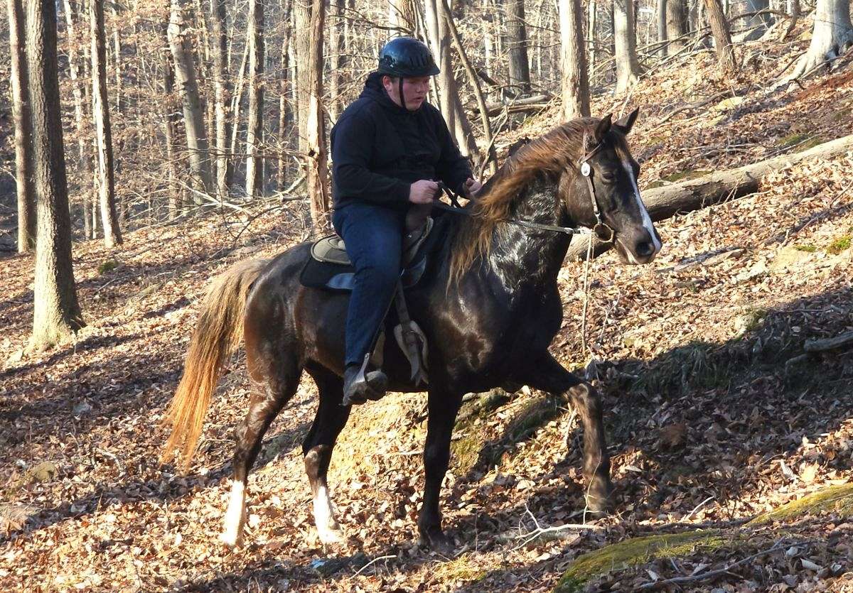 Deweese Farm's Peter Pan Chocolate Rocky Mountain Horse Gelding
