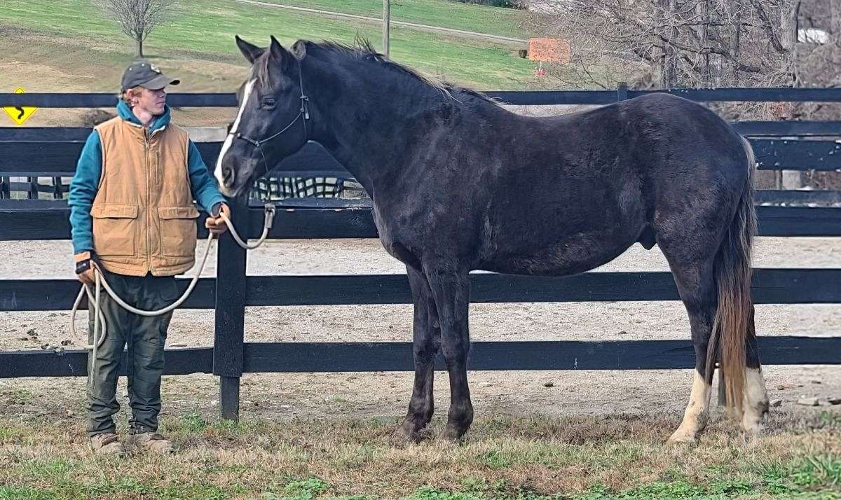 Deweese Farm's Peter Pan Chocolate Rocky Mountain Horse Gelding