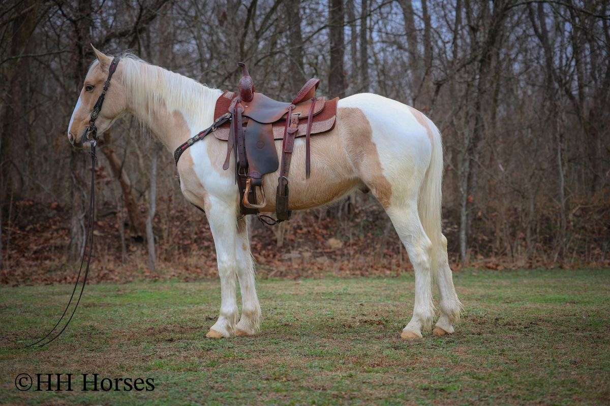 Super Cool Palomino and White Spotted Draft Quarter Horse Crossbred