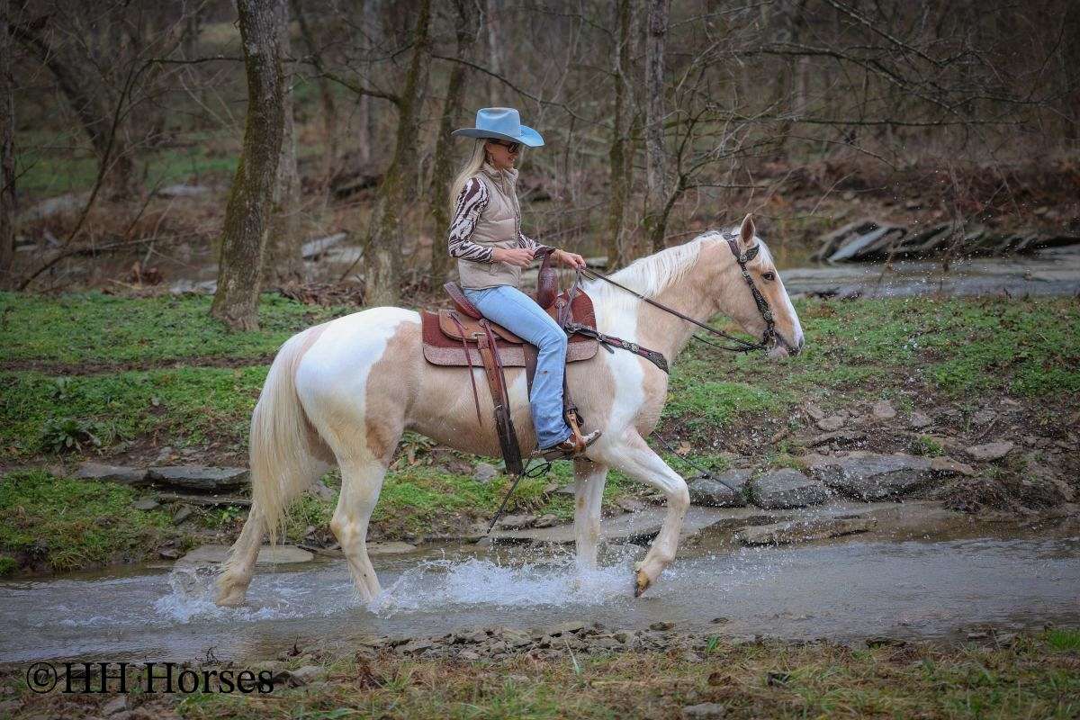 Super Cool Palomino and White Spotted Draft Quarter Horse Crossbred