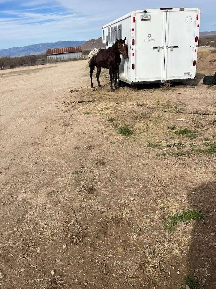 Gentle All Around Ranch Horse