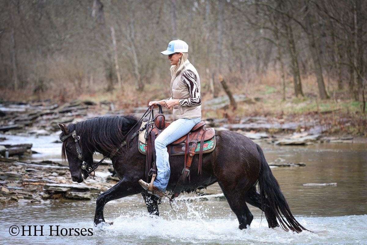 Really Cute Attractive Black Gyspy Vanner Pony Mare, Rides and Drives
