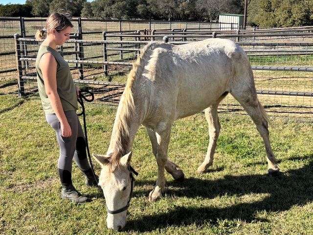 Mustang Mare Looking for Her Next Home