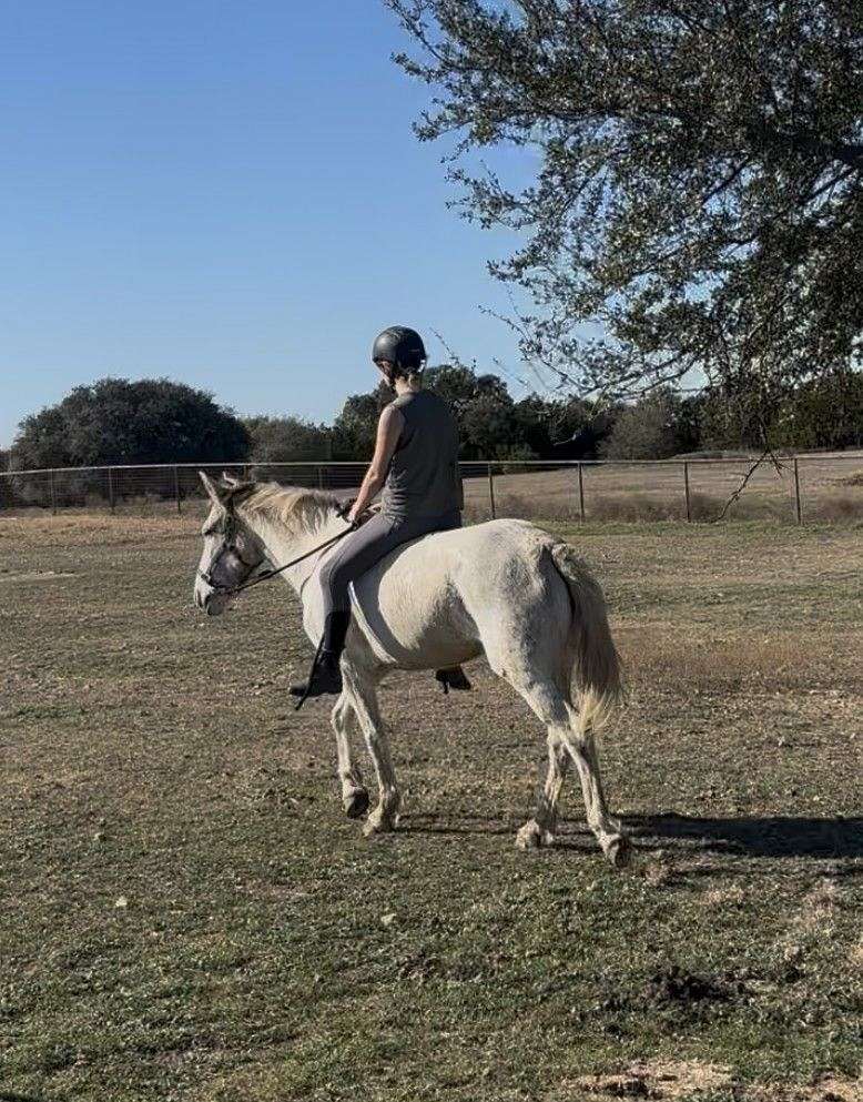 Mustang Mare Looking for Her Next Home