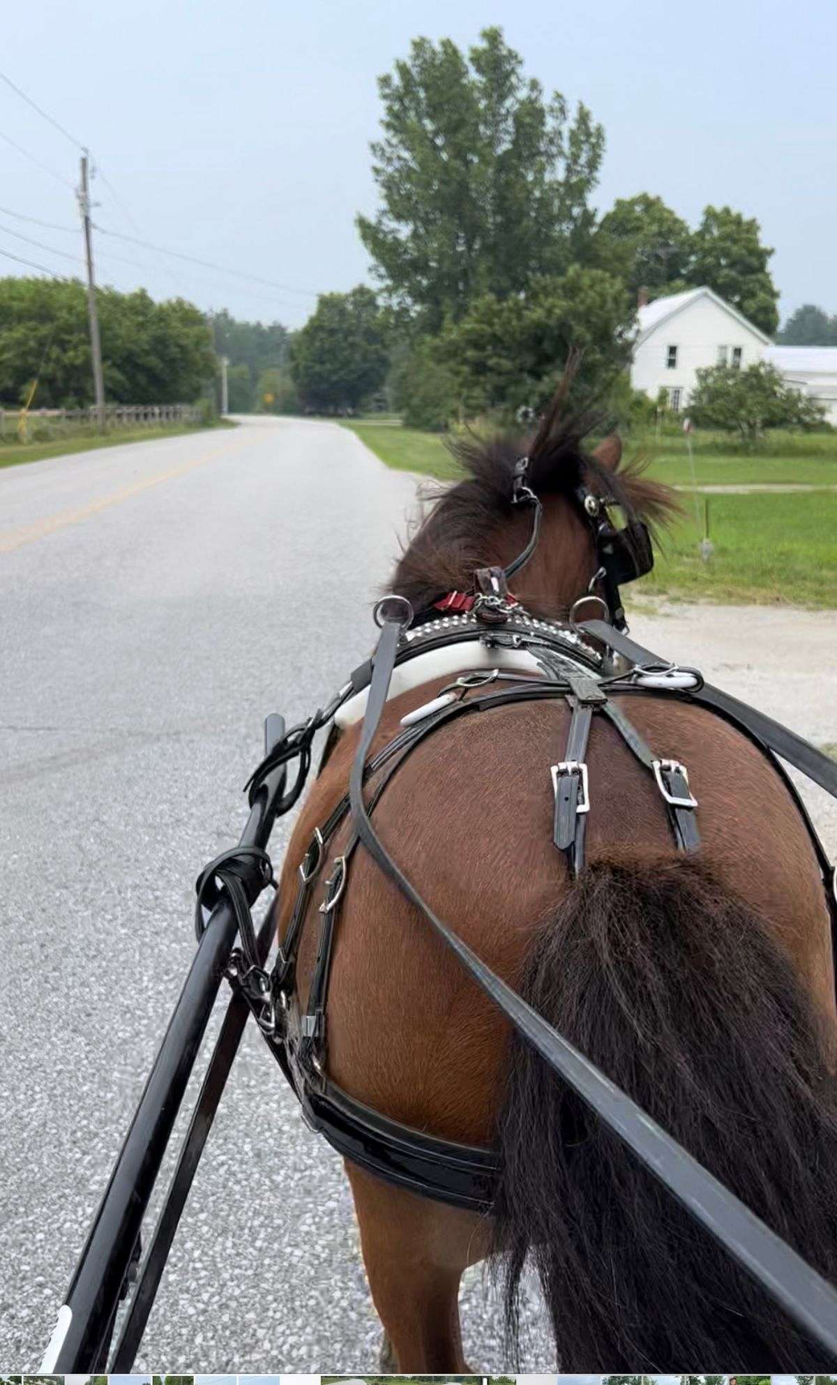 Driving Pony, Minature