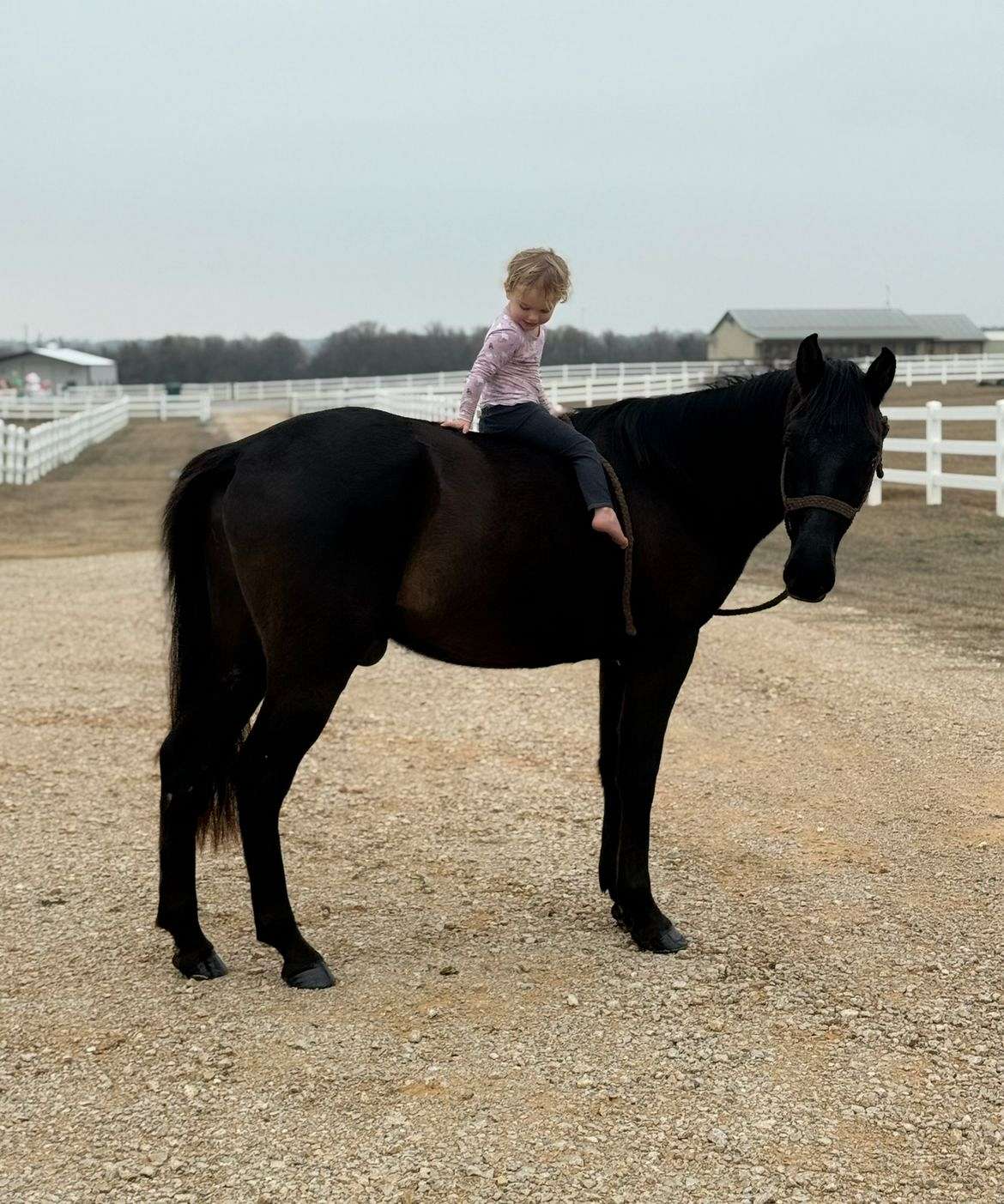 Trail Riding, Western Pleasure, Family Safe, Roping, Ranching and Jumping