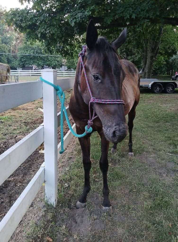 Coming 3 Year Old Appy Sporthorse Mare