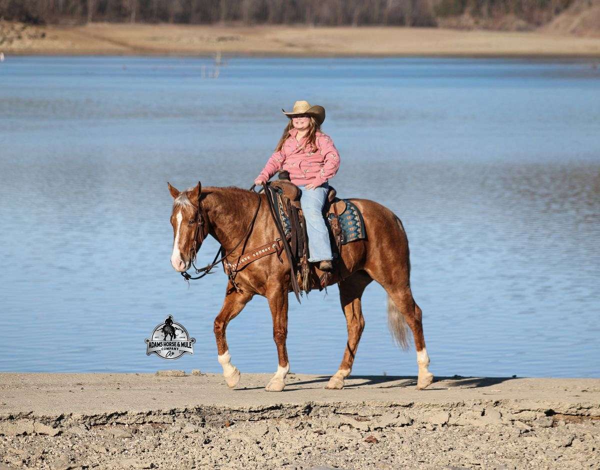 Pale Face Dunnit Bred, Reiner, Finished Heeler, Family Safe, Ranch/Trails!