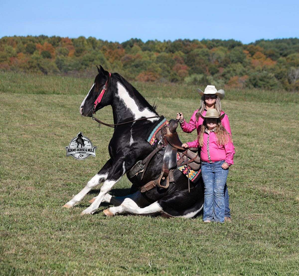 Trick Horse, Family/Kid Safe, Ranch/Trails, 100% Broke Confidence Builder!