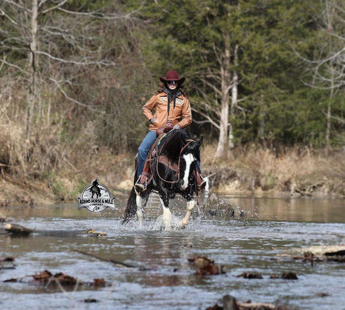 Trick Horse, Family/Kid Safe, Ranch/Trails, 100% Broke Confidence Builder!