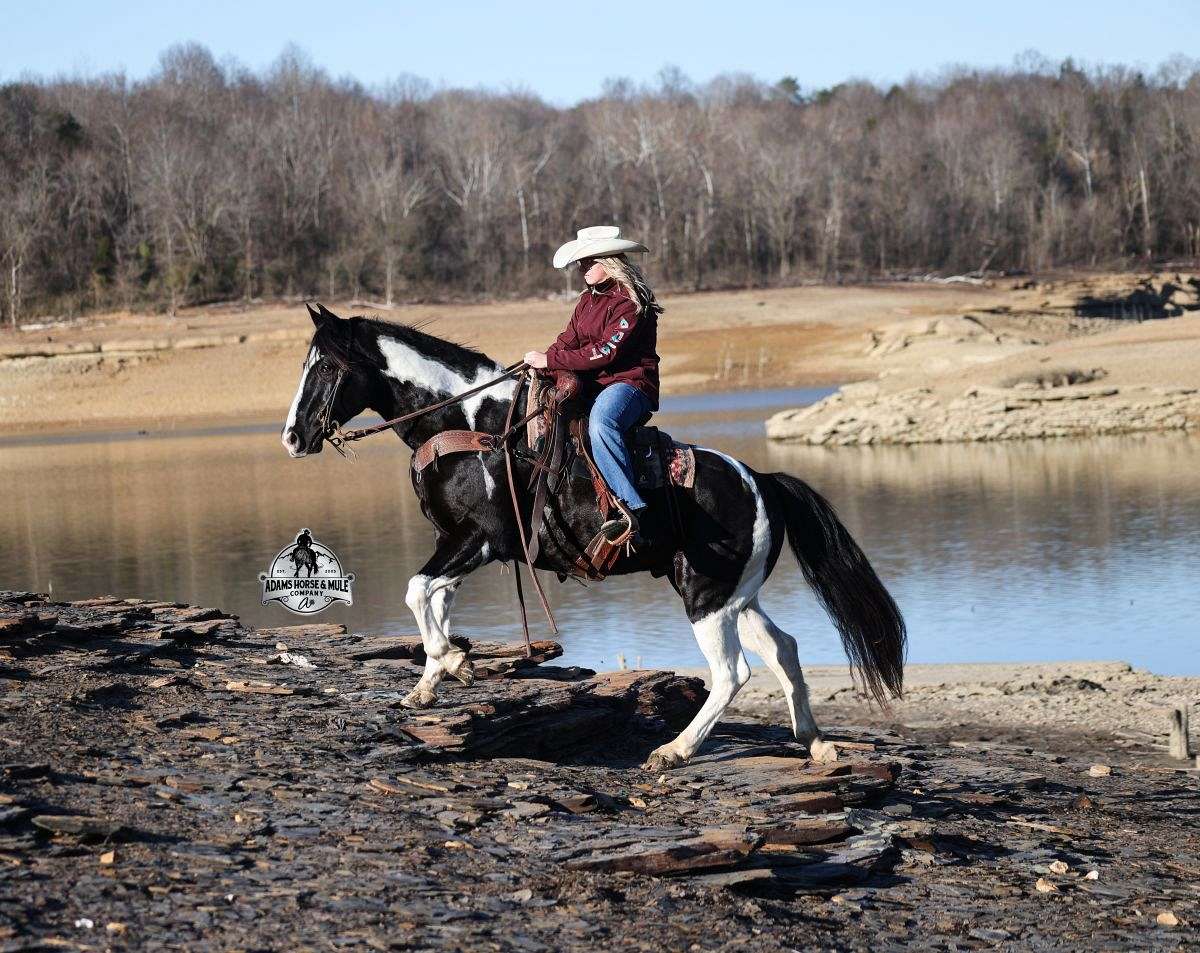 Trick Horse, Family/Kid Safe, Ranch/Trails, 100% Broke Confidence Builder!