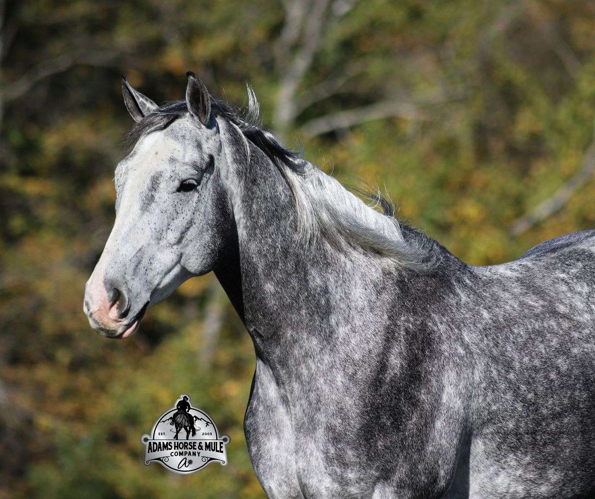 Family Safe, Dapple Grey, Ranch, Trail Horse, Jumps, Top Pedigree!