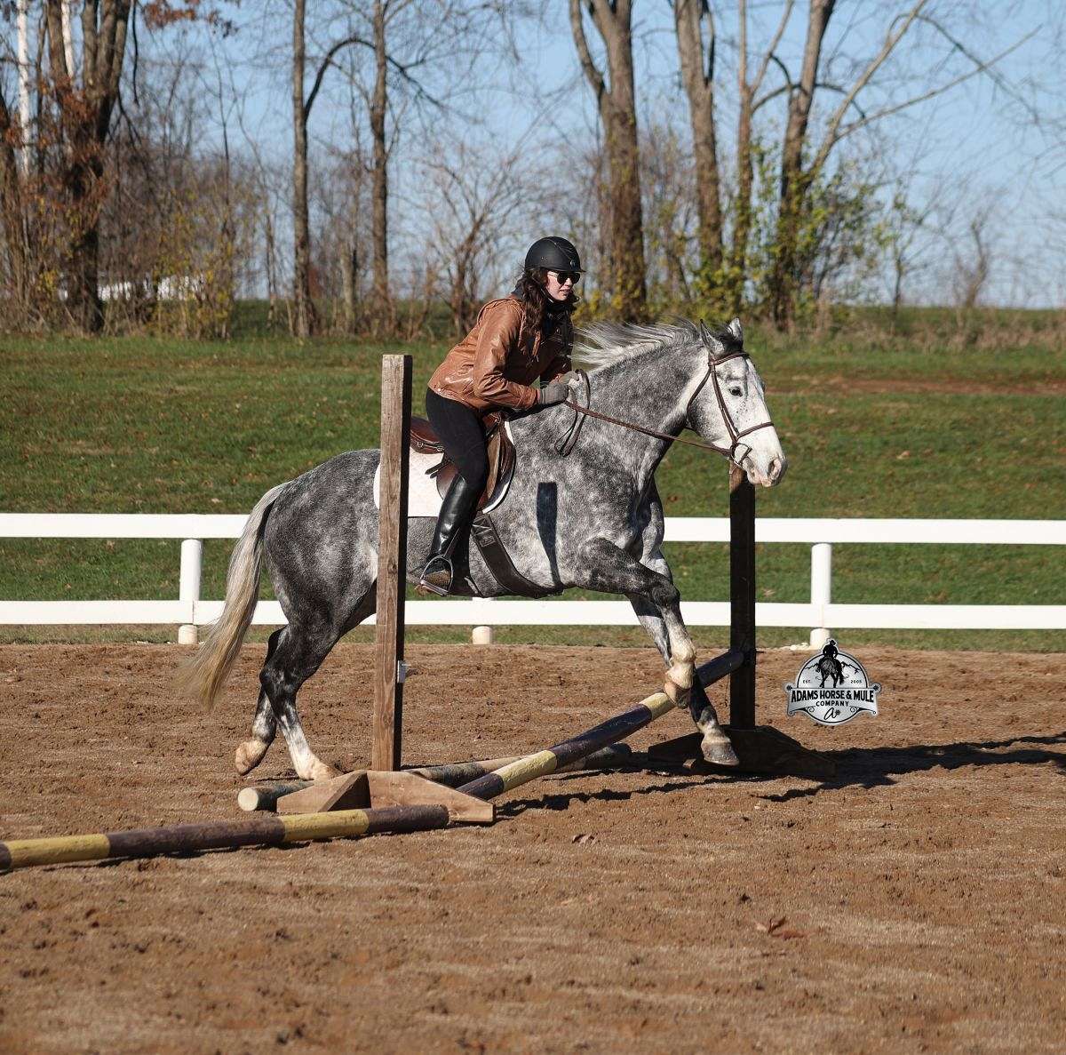 Family Safe, Dapple Grey, Ranch, Trail Horse, Jumps, Top Pedigree!