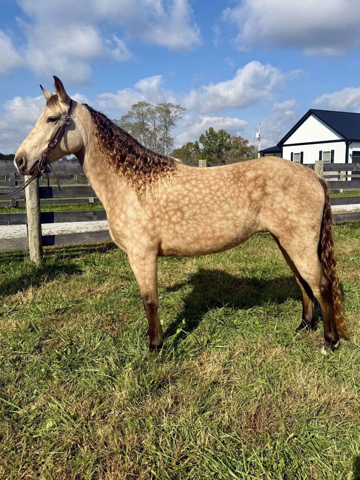 Rocky Mountain Buckskin Mare